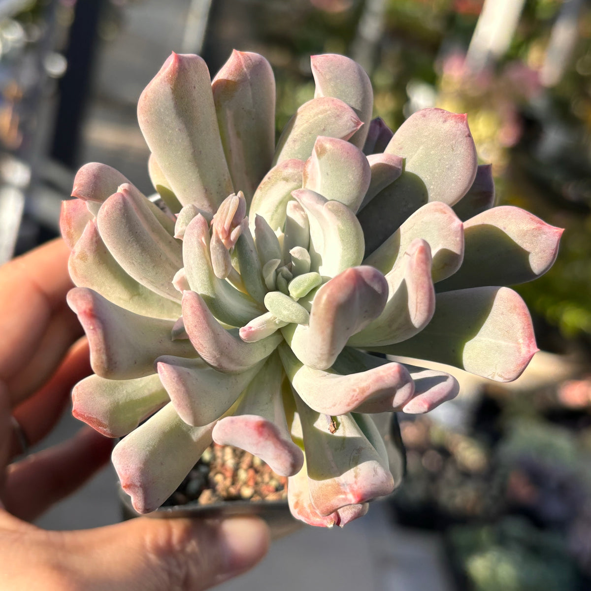 Echeveria Irish Mint variegated 爱尔兰薄荷拉丝锦 – Succulents Delight