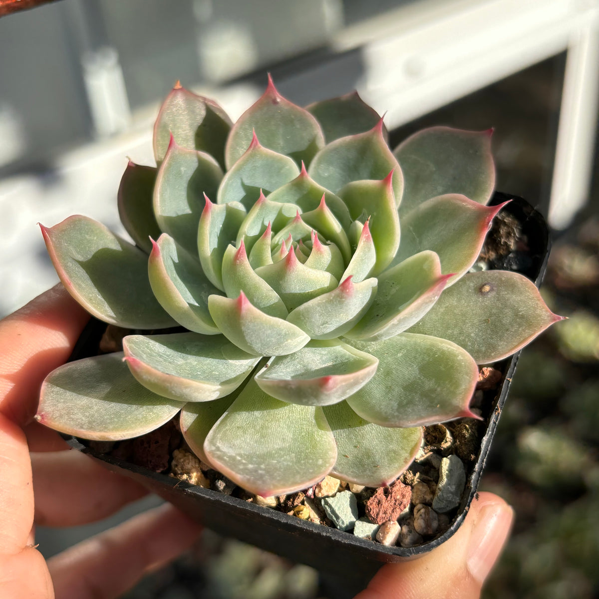 Echeveria Liliana 莉莉安娜 Succulent Delight new hybrid – Succulents Delight