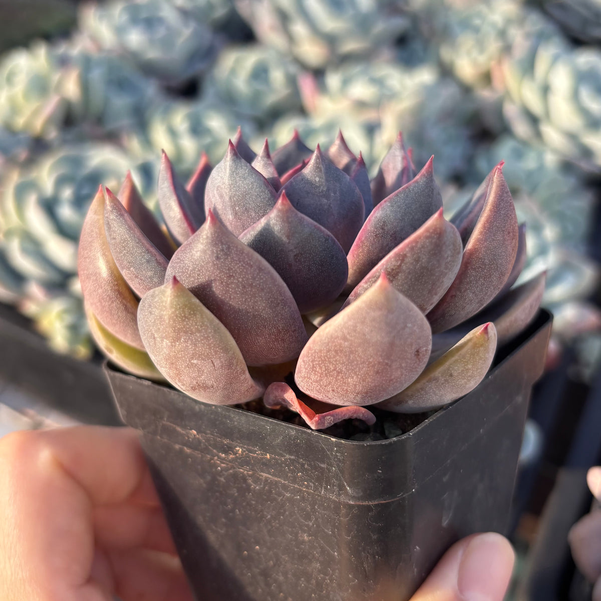 Echeveria Purple Dream 紫梦 Succulent Delight new hybrid – Succulents Delight