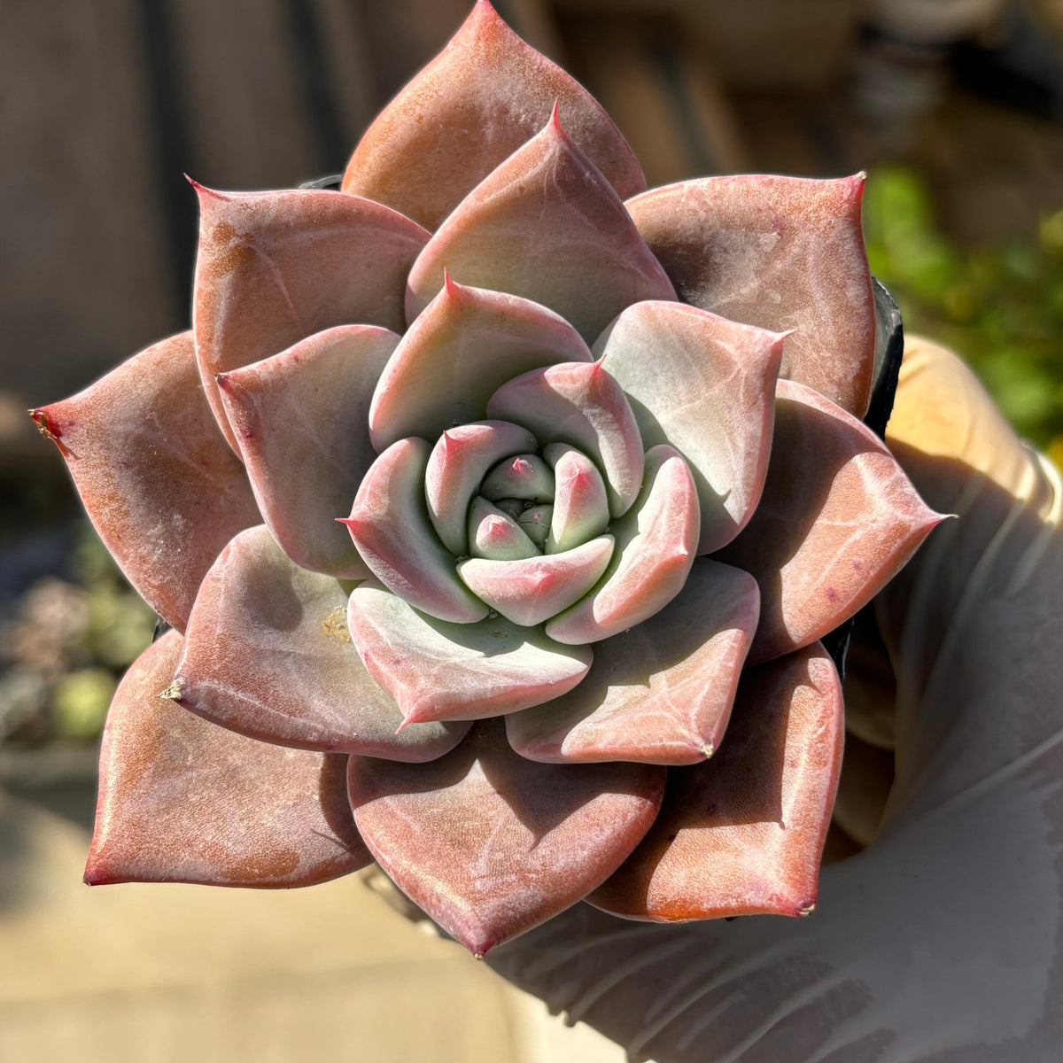 Echeveria Perfect Lover 完美恋人 Succulent Delight New Hybrid – Succulents Delight