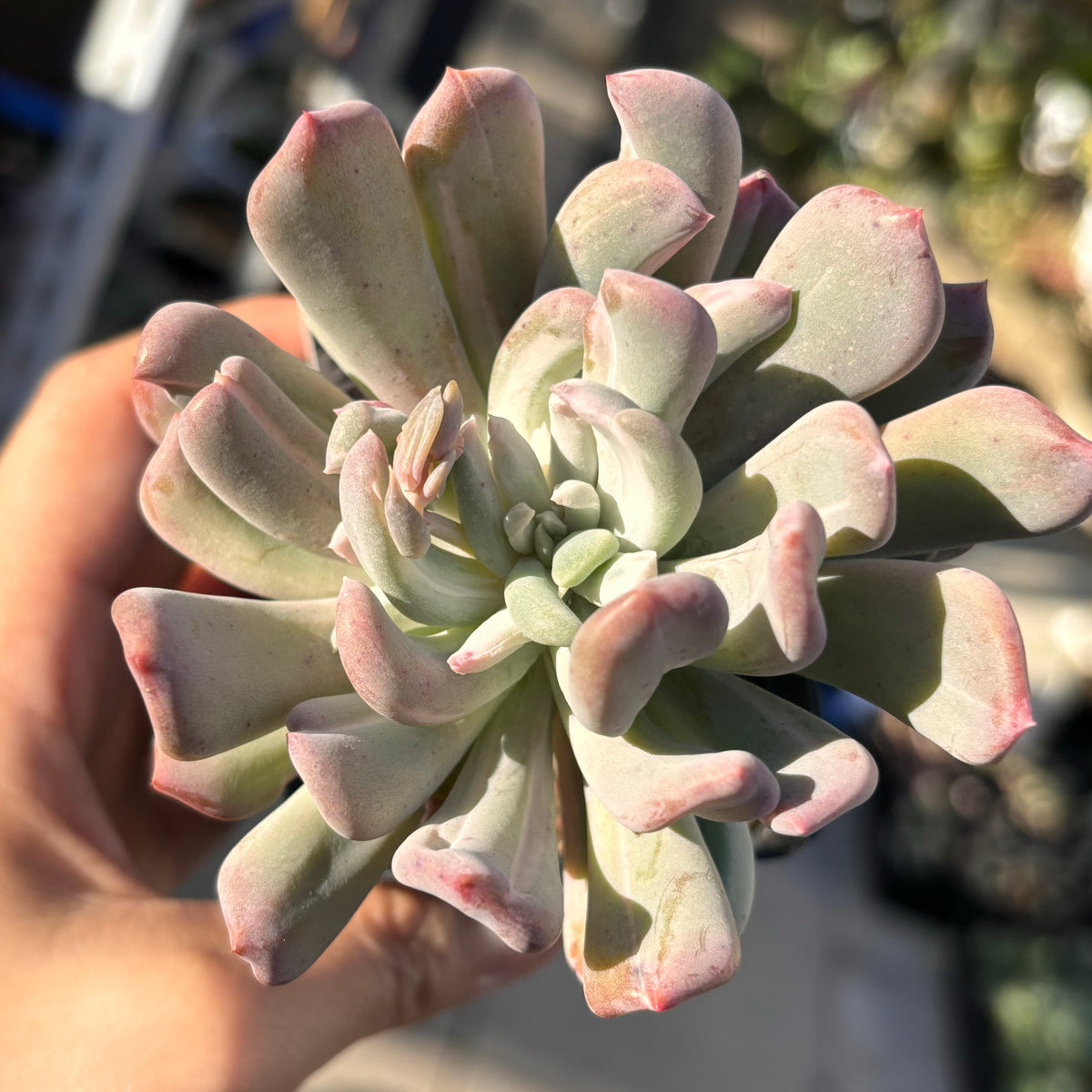 Echeveria Irish Mint variegated 爱尔兰薄荷拉丝锦 – Succulents Delight