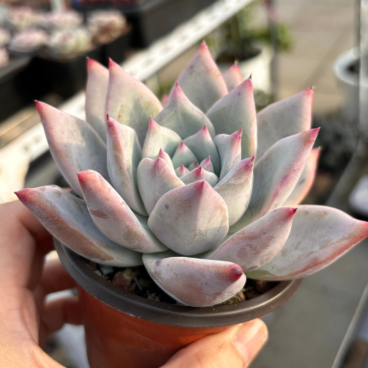 Echeveria Colorata 卡罗拉 Succulent Delight new hybrid – Succulents Delight