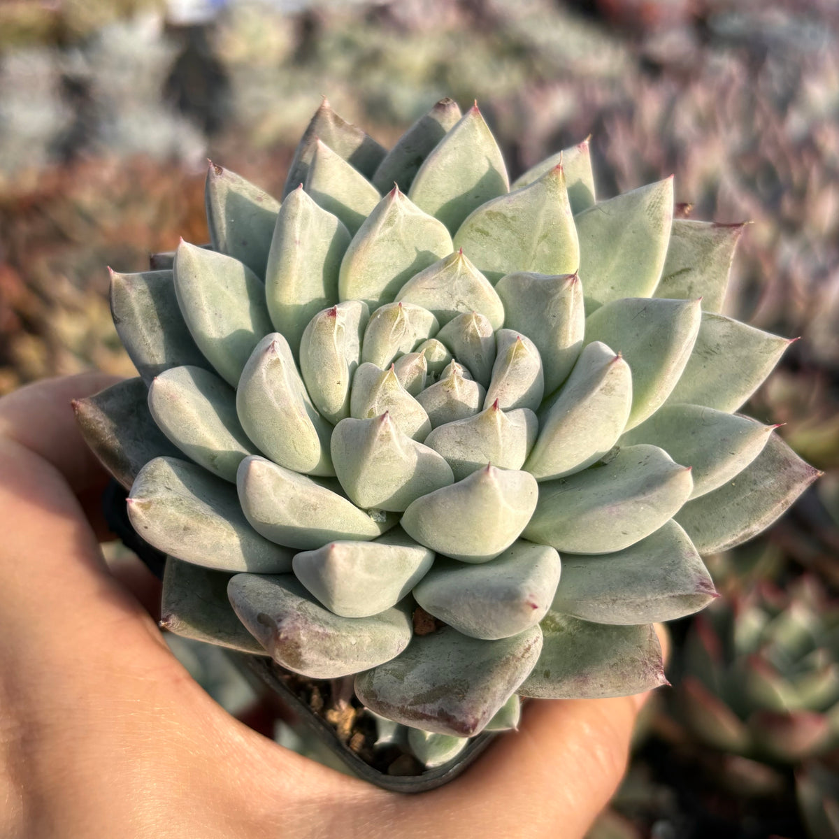 Echeveria Milky Way (with dark lines) 银河（暗纹系）Succulents Delight New Hy
