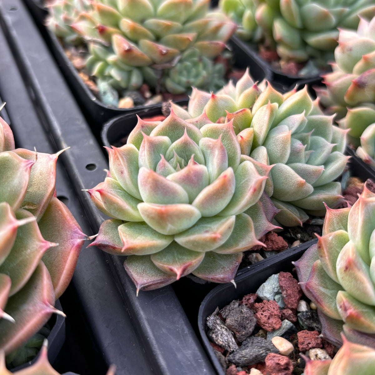 Echeveria Candy Malgan 糖果麦秆 Succulent Delight new hybrid – Succulents Delight
