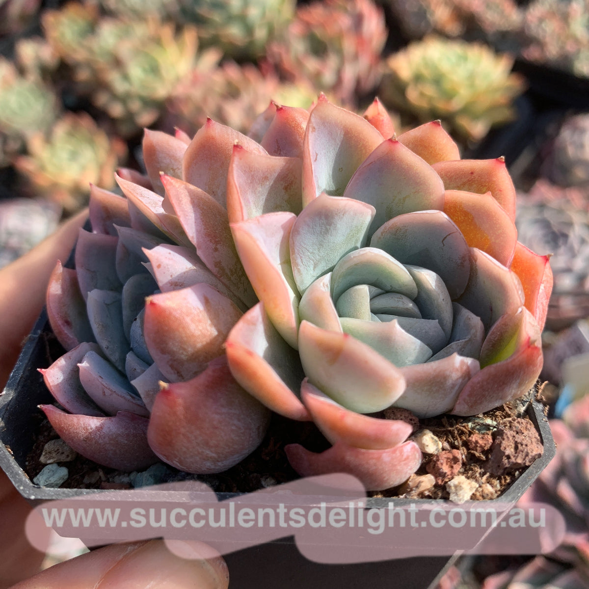 Echeveria Ghost Buster 鬼魅 – Succulents Delight