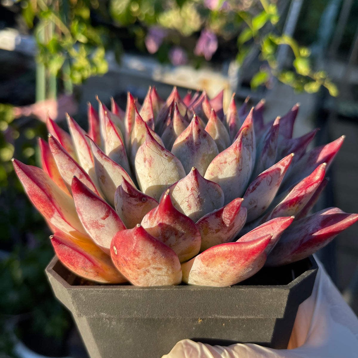 Echeveria Katarina 卡特琳娜 - Succulents Delight New Hybrid
