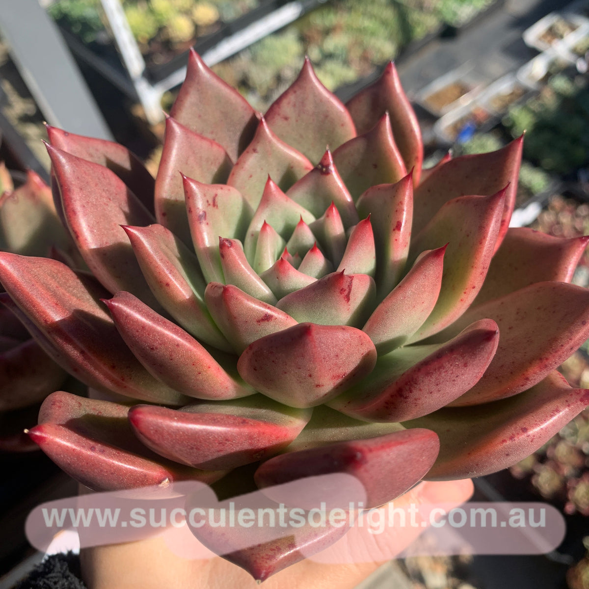 Echeveria Agavoides Romantica 浪漫主义 Succulents Delight 2023 Hybrid