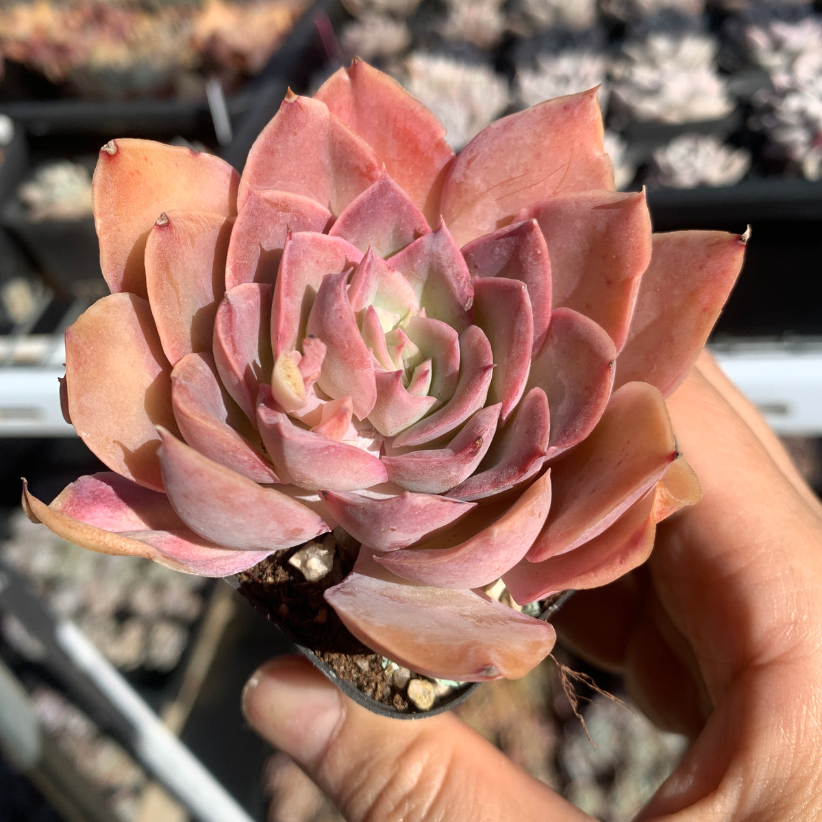 Echeveria Light and Shadow 光影 - Succulents Delight New Hybrid
