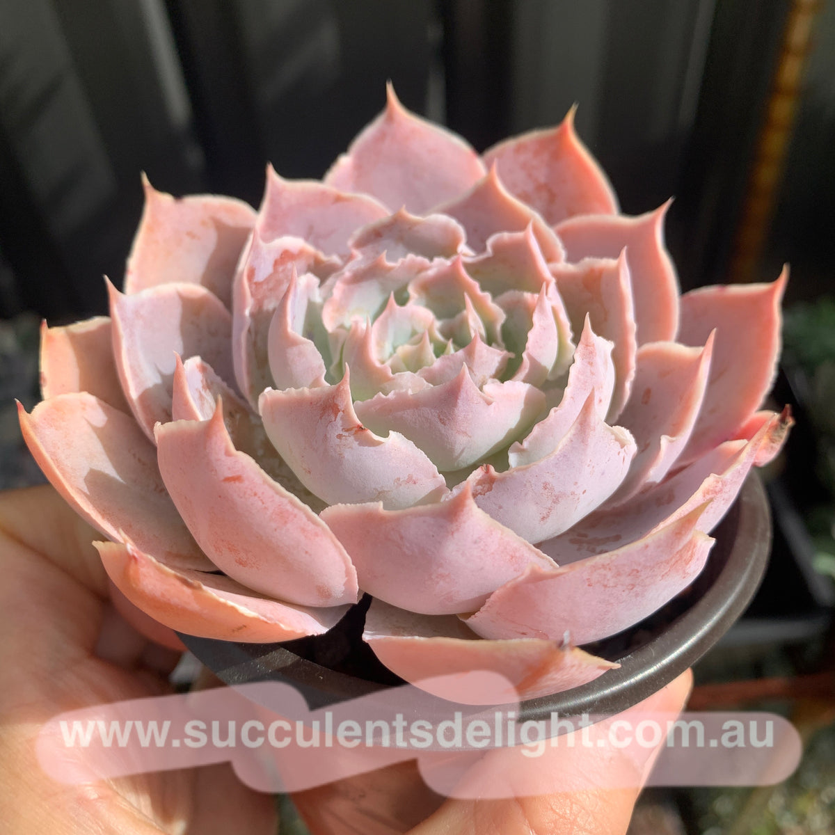 Echeveria Purple Naruto 紫火影 – Succulents Delight