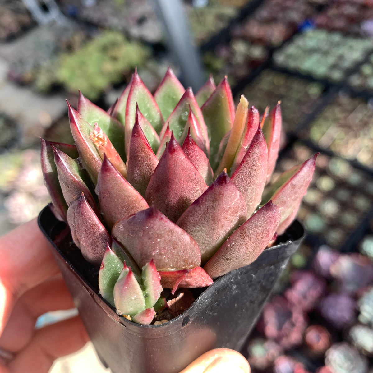 Echeveria Nights in Rome 罗马之夜 Succulents Delight New Hybrid