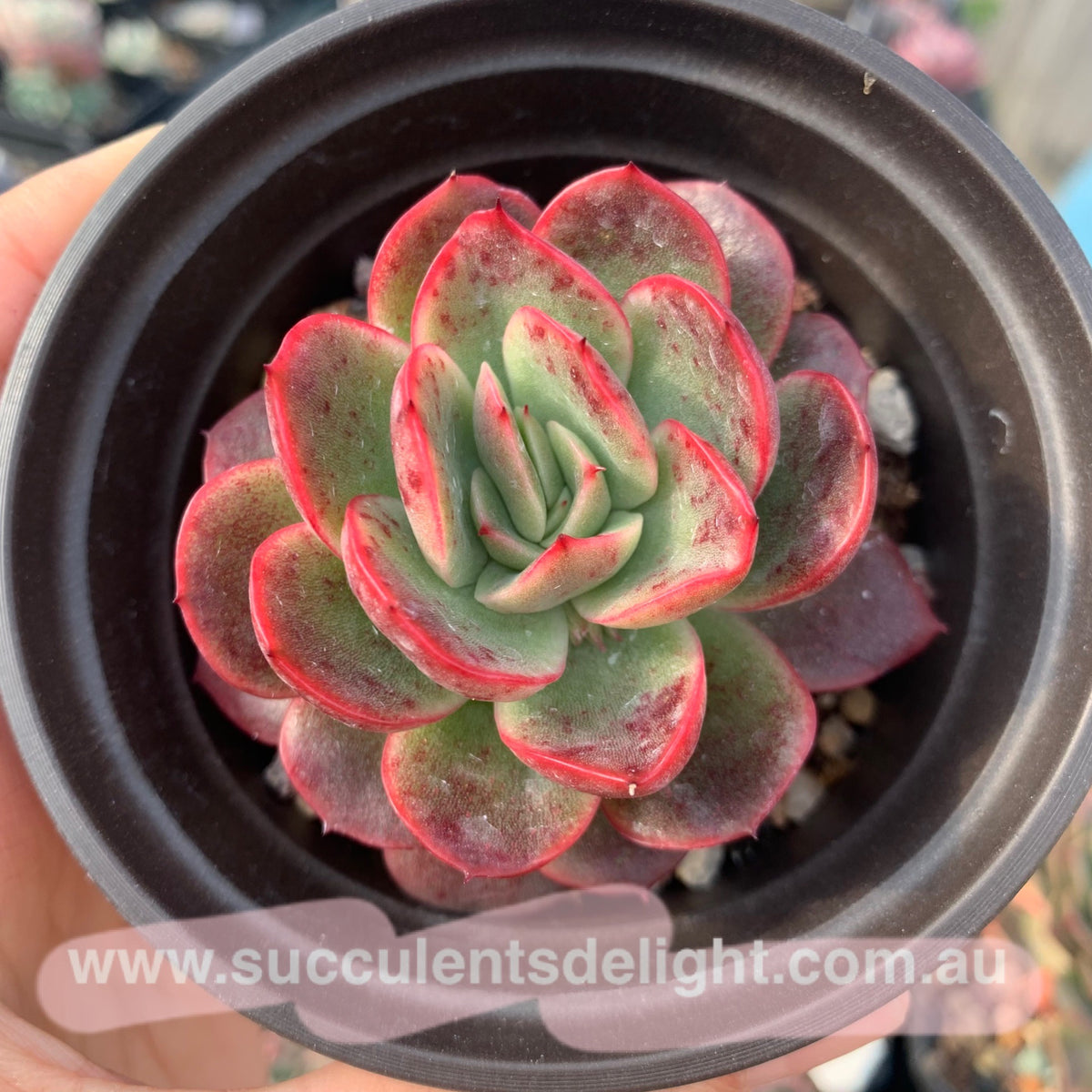 Echeveria agavoides Gilva (round leave form) 圆叶玉杯东云 – Succulents Delight