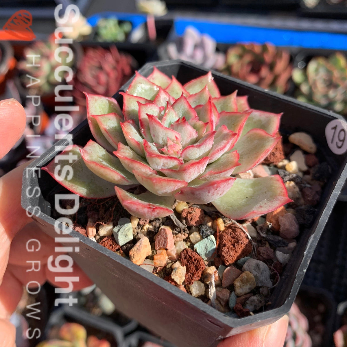 Echeveria Californica Queen 织锦 – Succulents Delight