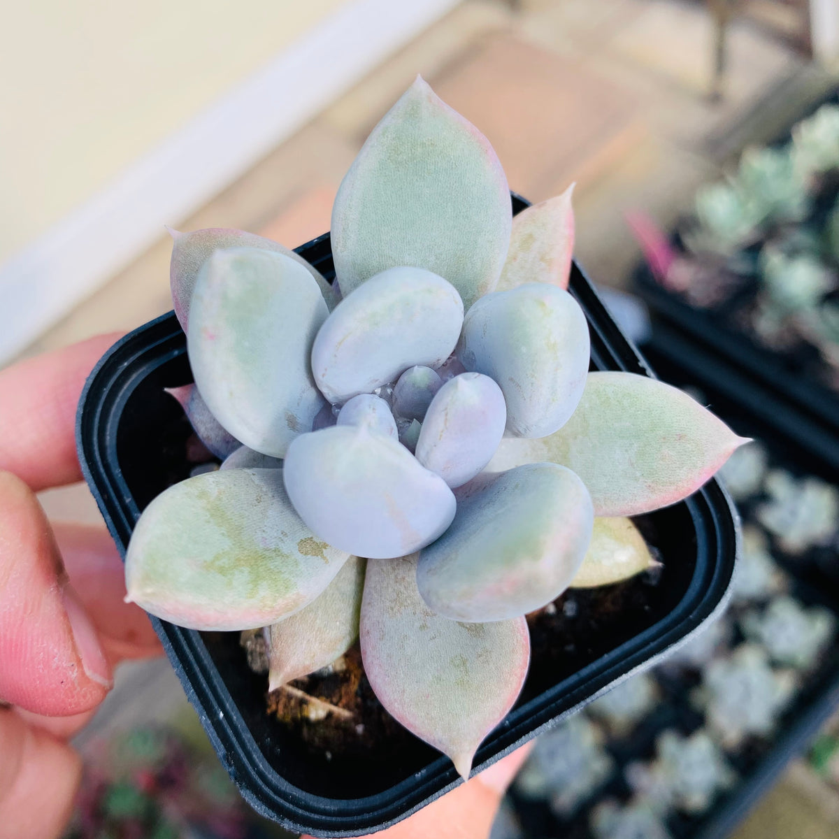 Echeveria Snow Queen 白雪女王 – Succulents Delight