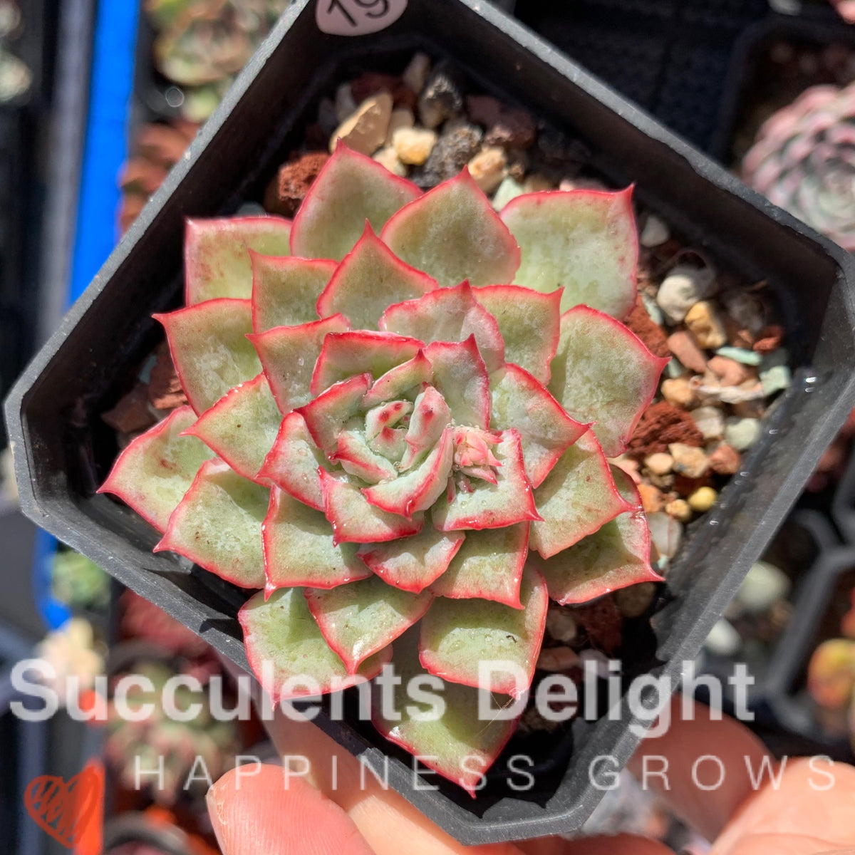 Echeveria Californica Queen 织锦 – Succulents Delight