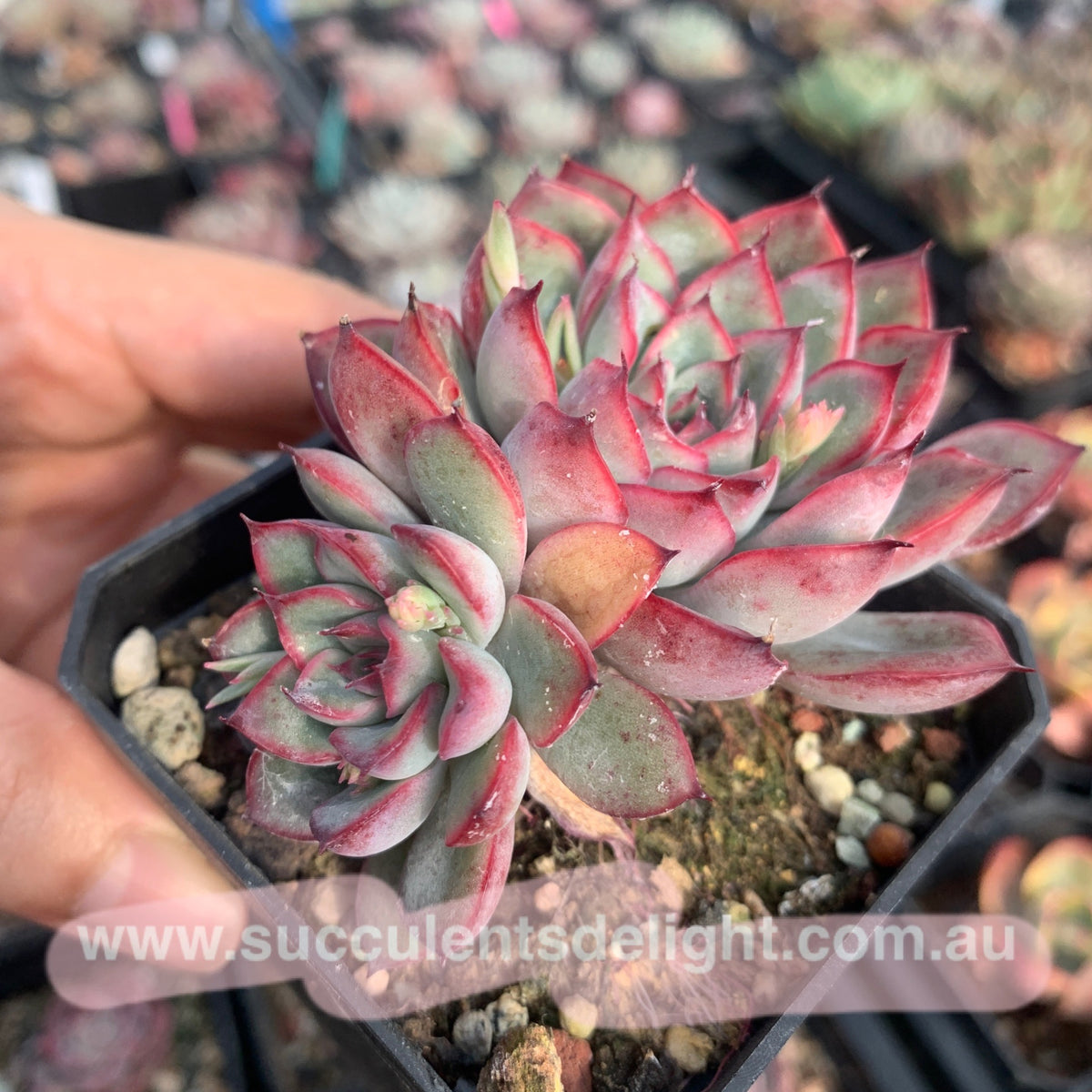 Echeveria Lotus 荷花 – Succulents Delight
