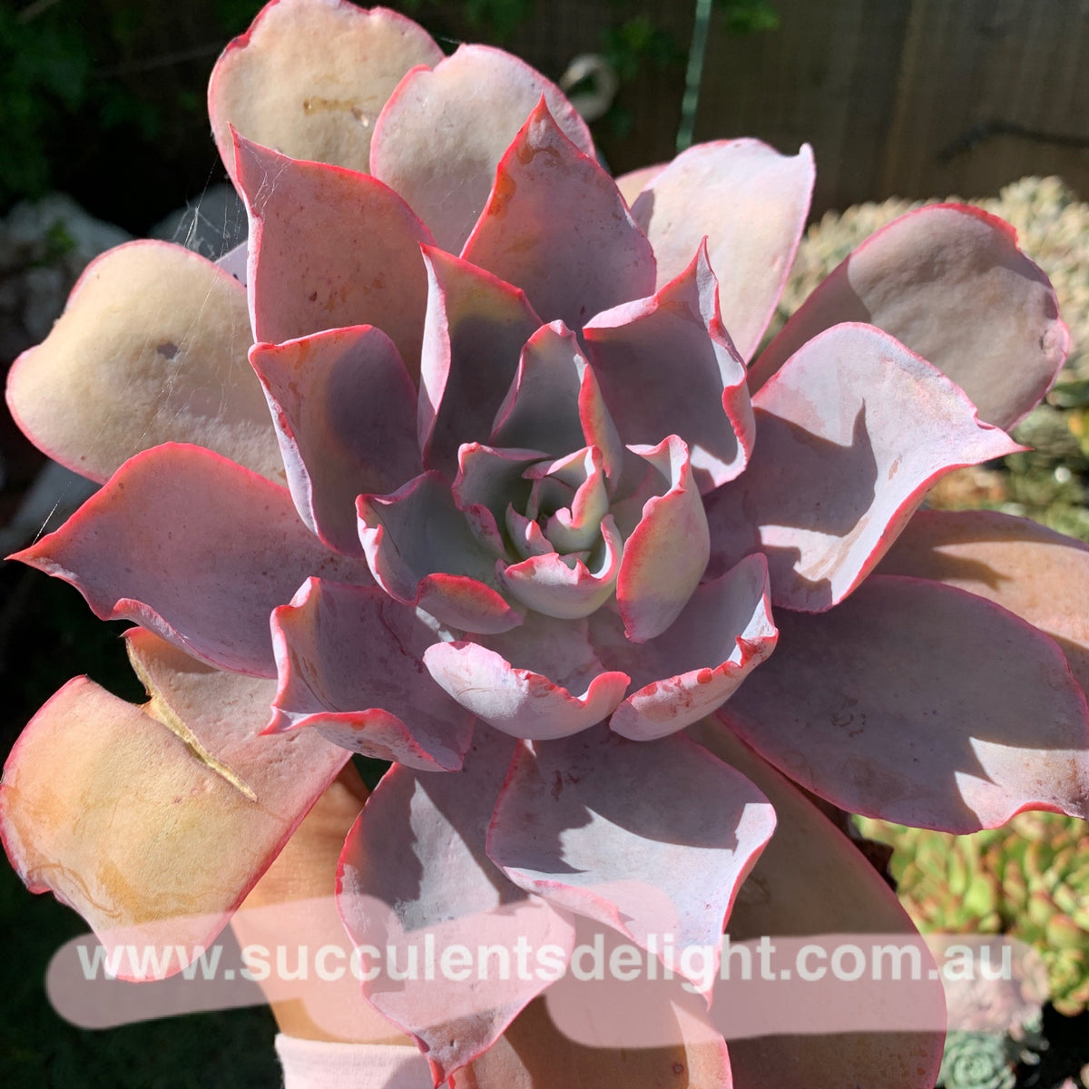 Echeveria Afterglow 晚霞 – Succulents Delight