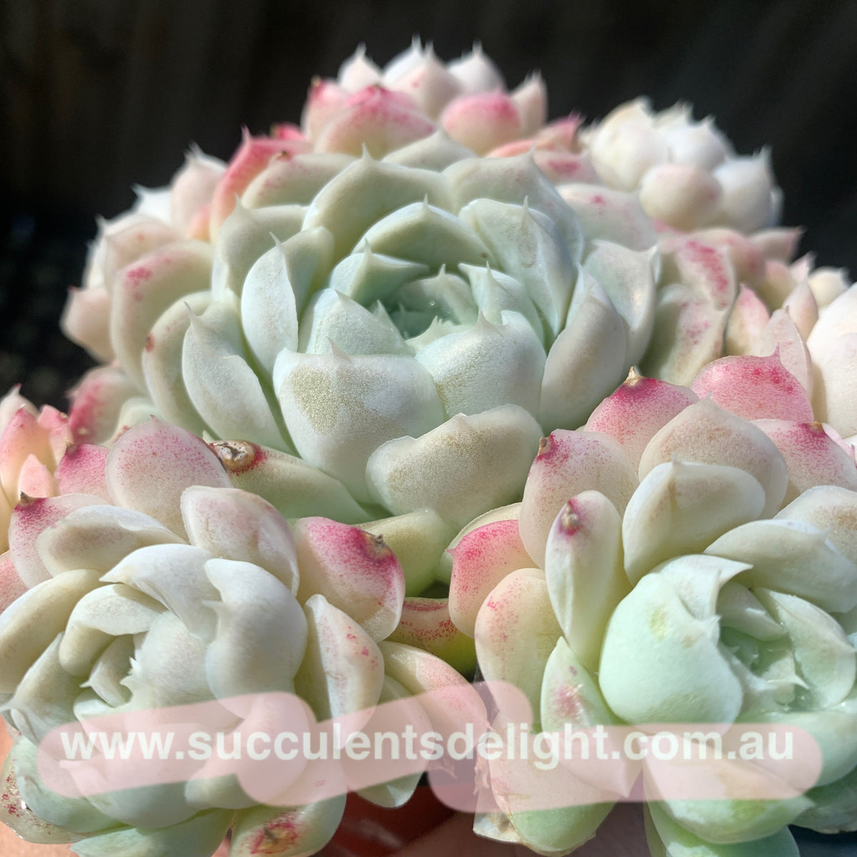 Echeveria Elegans Alba aka White Elegans 阿尔巴白月影 – Succulents Delight