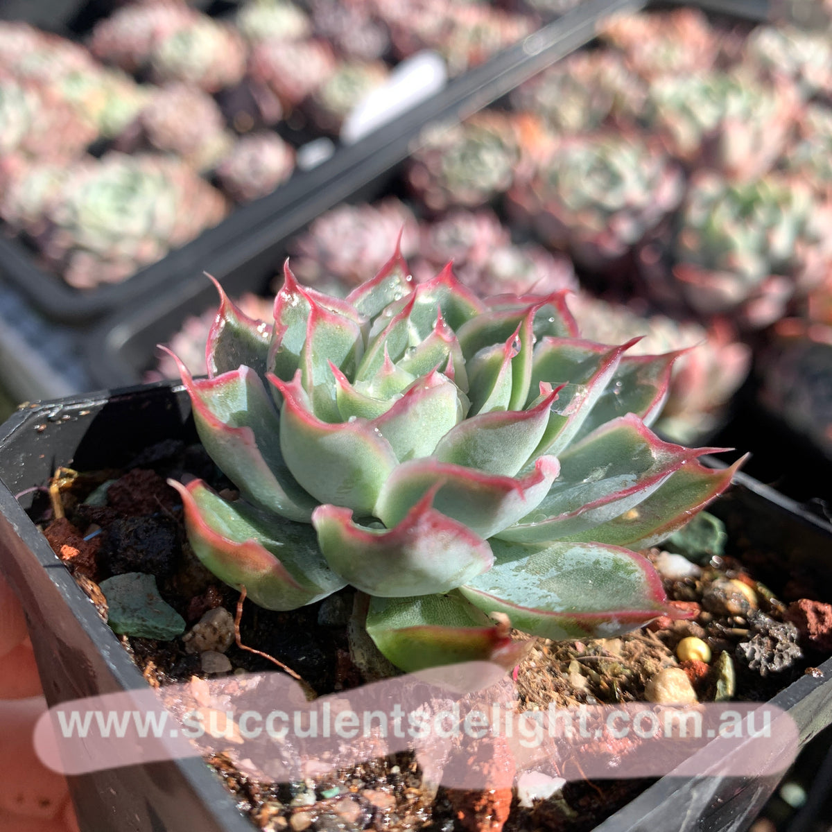 Echeveria Ice Velvet Rose 冰绒玫瑰 - Succulents Delight 2022 New Hybrid