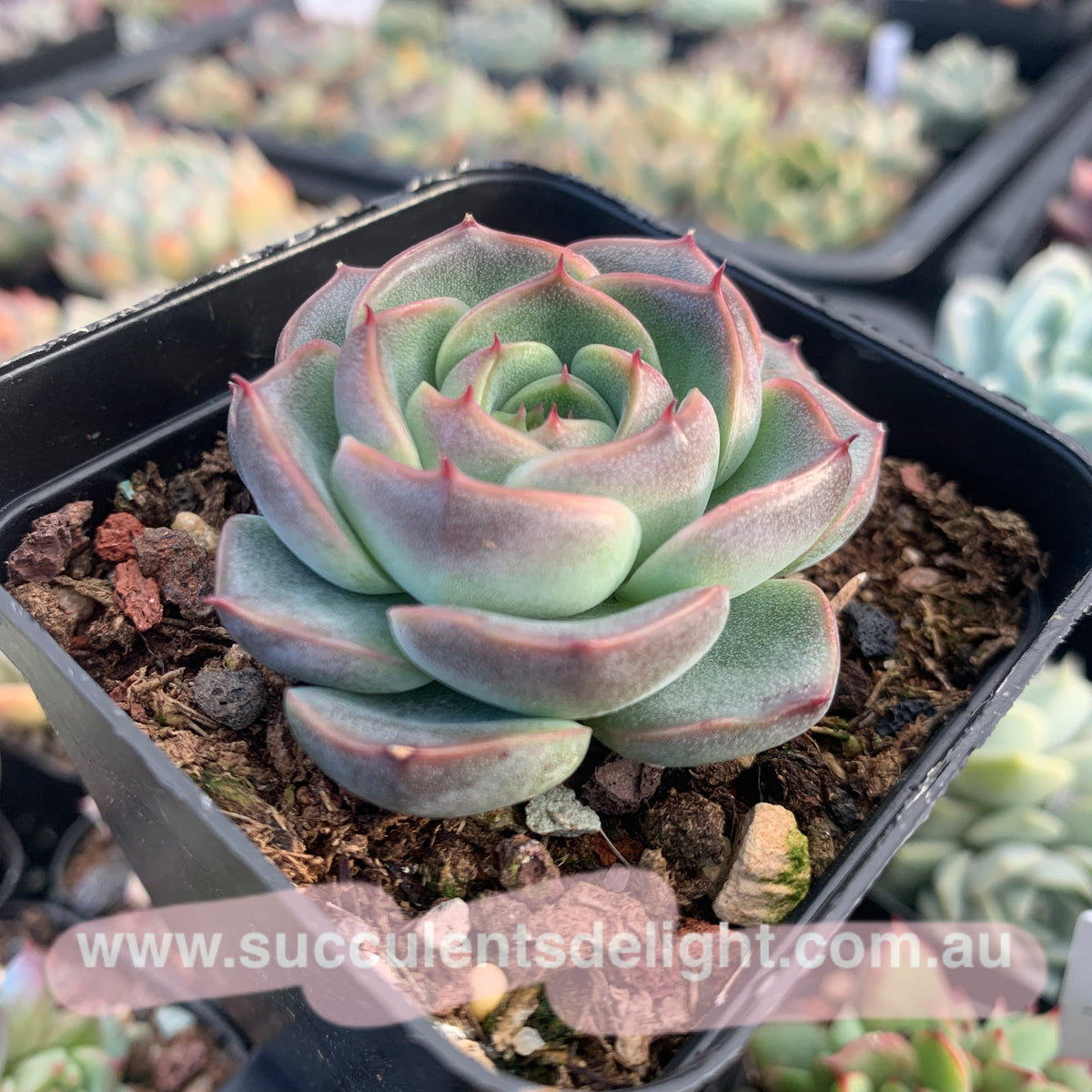 Echeveria Peach Blossom 桃花源 Succulents Delight New Hybrid