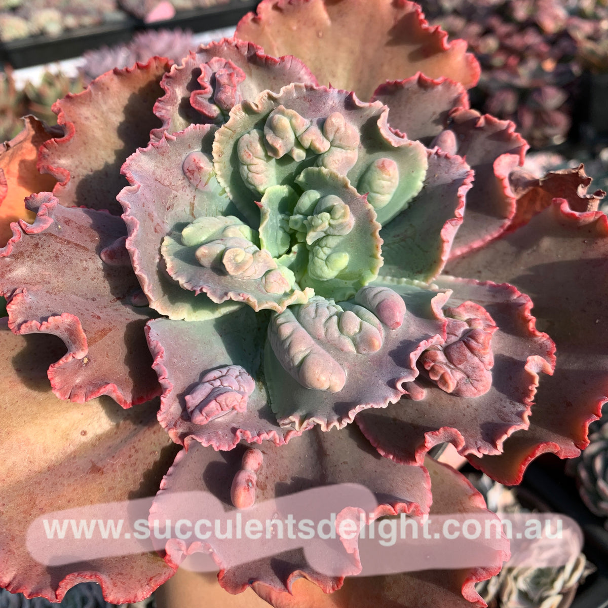 Echeveria Bumps – Succulents Delight