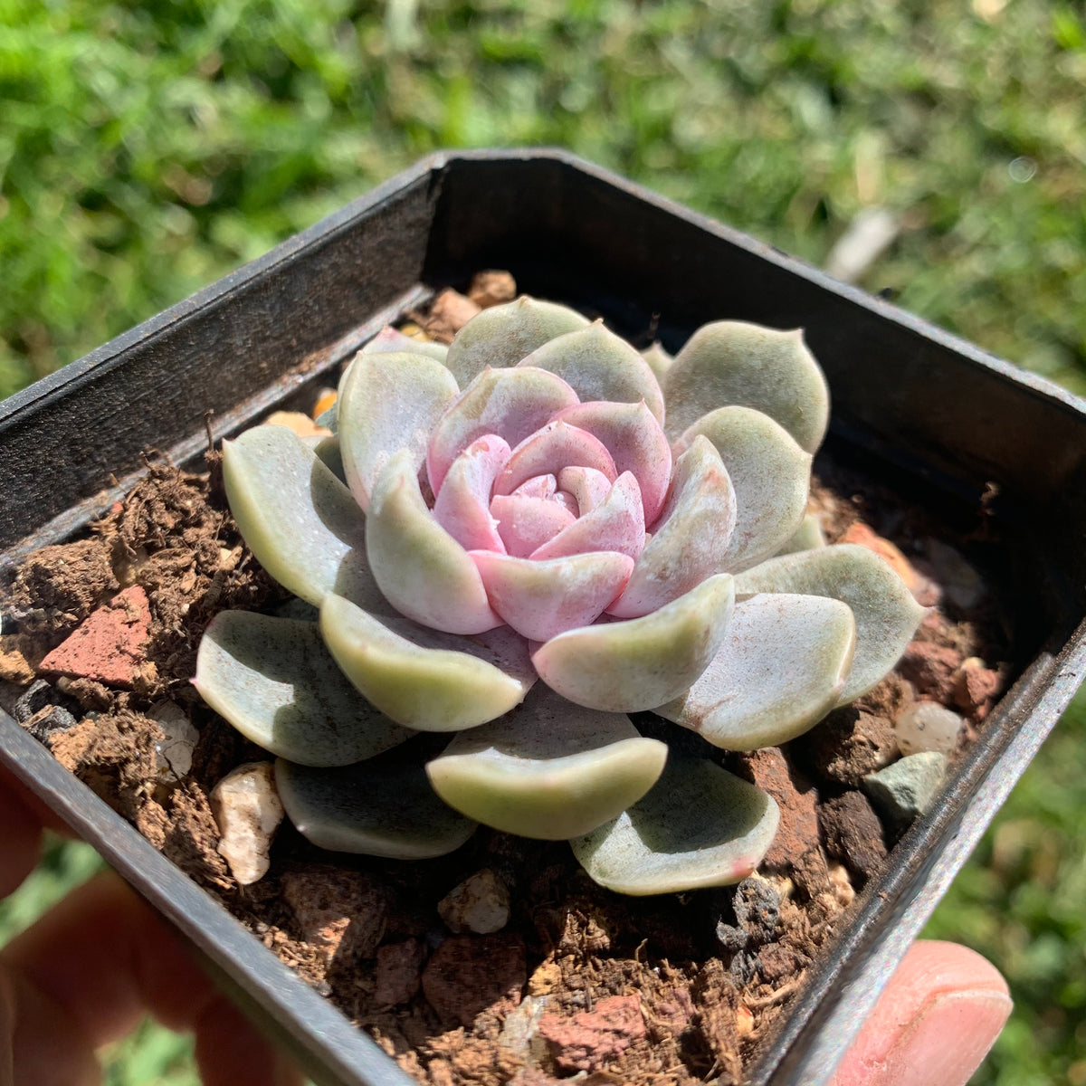 Echeveria Tynie Burger 泰尼汉堡 – Succulents Delight