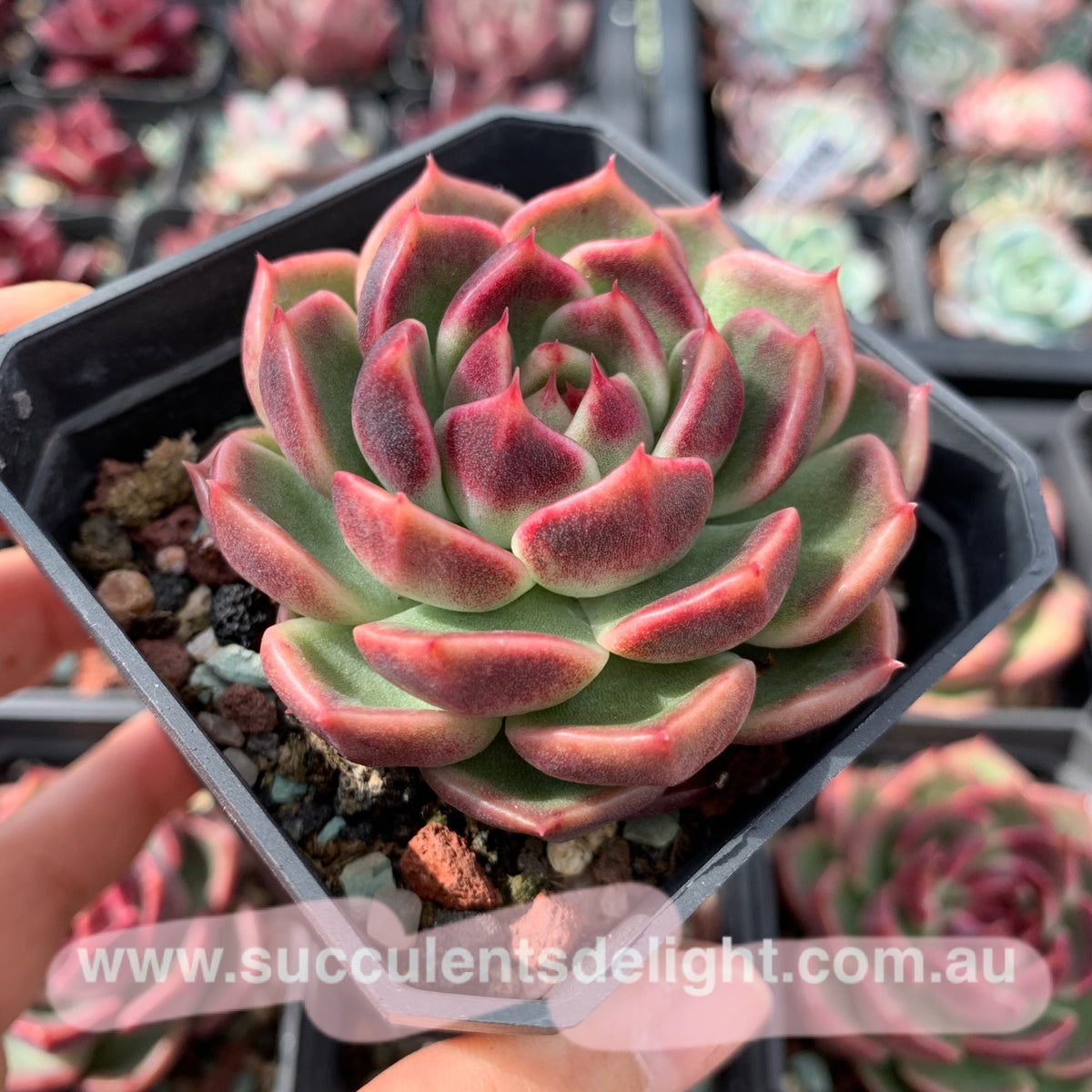 Succulents Delight’s Hybrids 杂交新品