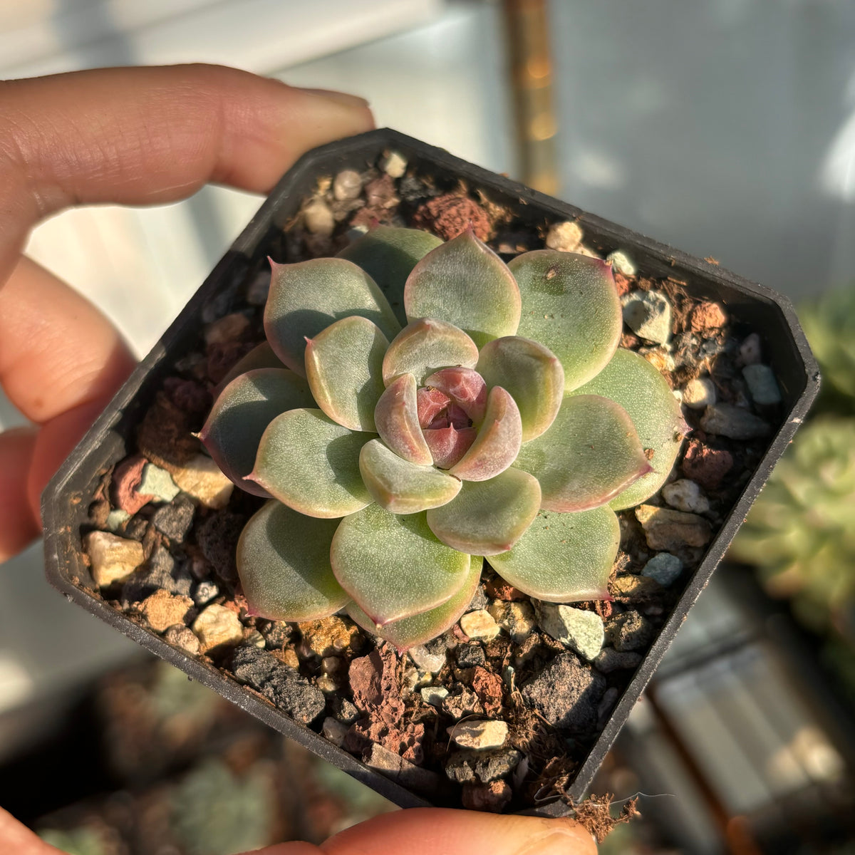 Echeveria Rose Dream 玫瑰梦 Succulent Delight new hybrid – Succulents Delight