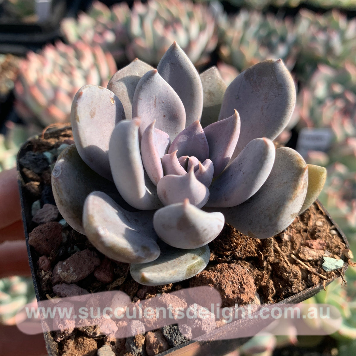 Echeveria rodolfi 鲁道夫 – Succulents Delight