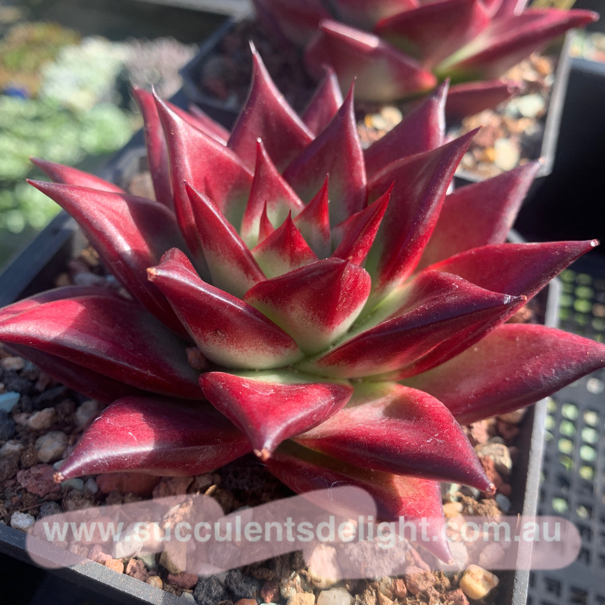 Echeveria Red Knight / Red Ebony (seed grown) 实生红骑士/红檀乌木 – Succulents ...