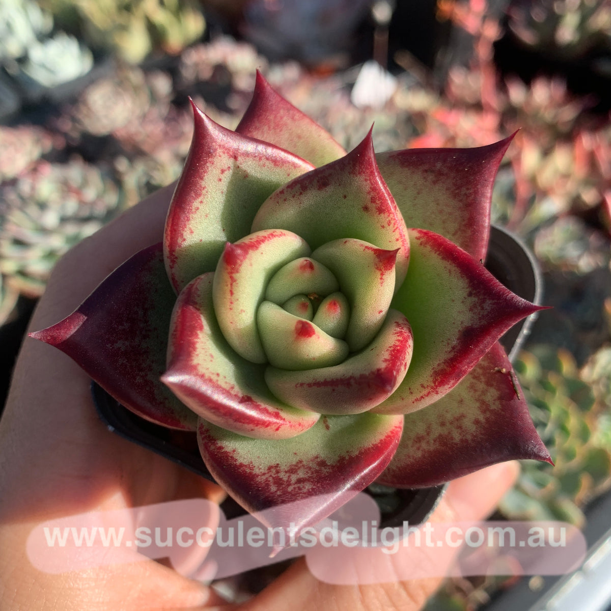 Echeveria Agavoides Sweet Caroline 甜蜜卡罗琳 Succulents Delight 2023 New H