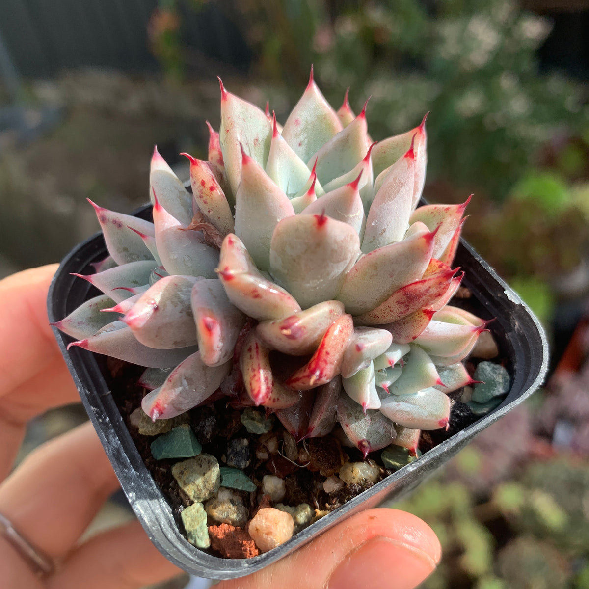 Echeveria Ruby zaragozae 血爪 - Succulents Delight New Hybrid
