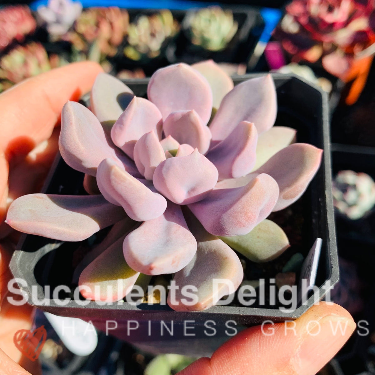 Echeveria Topsy Debbie aka Echeveria Cupid 丘比特 – Succulents Delight