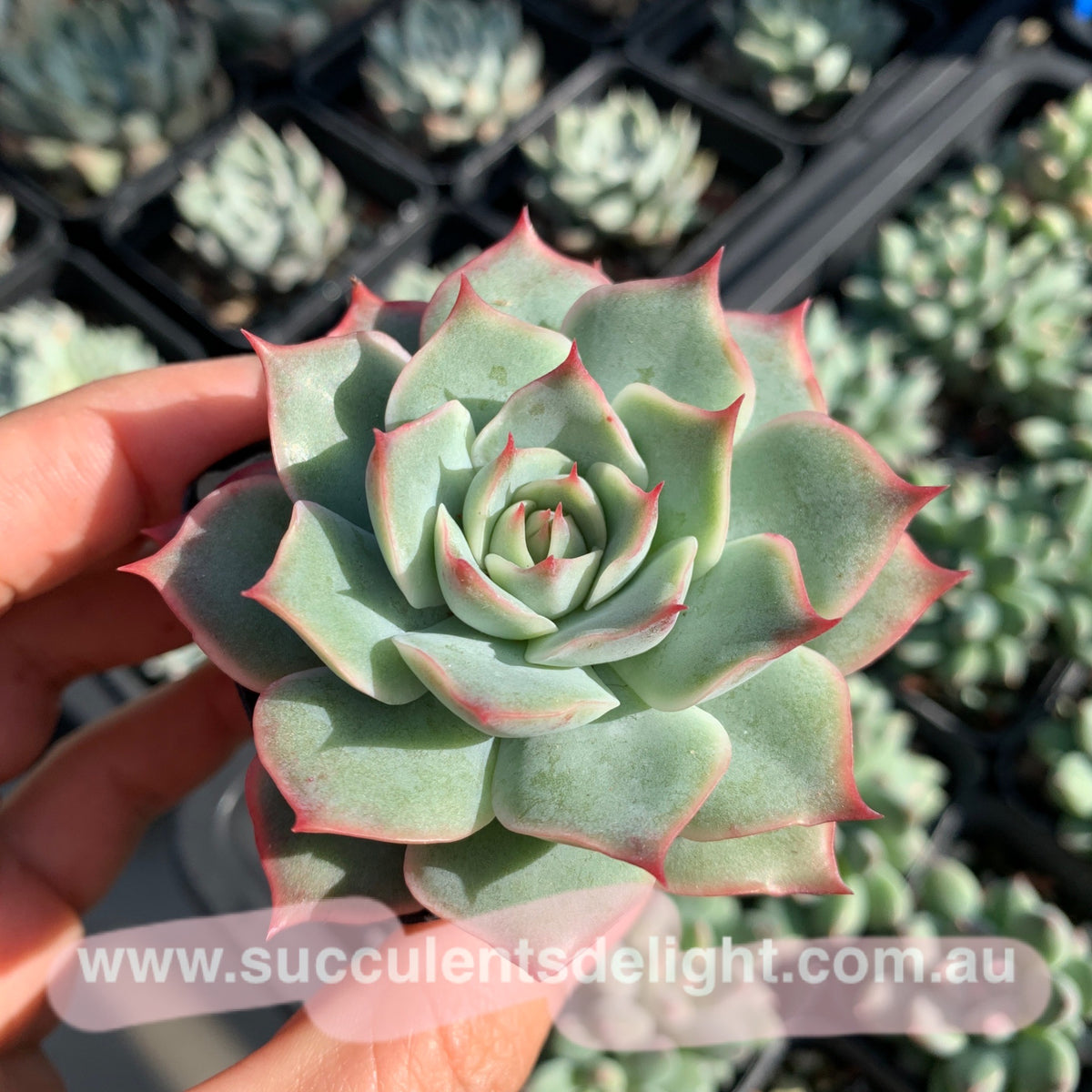 Echeveria Pink Tips 粉色提示 – Succulents Delight