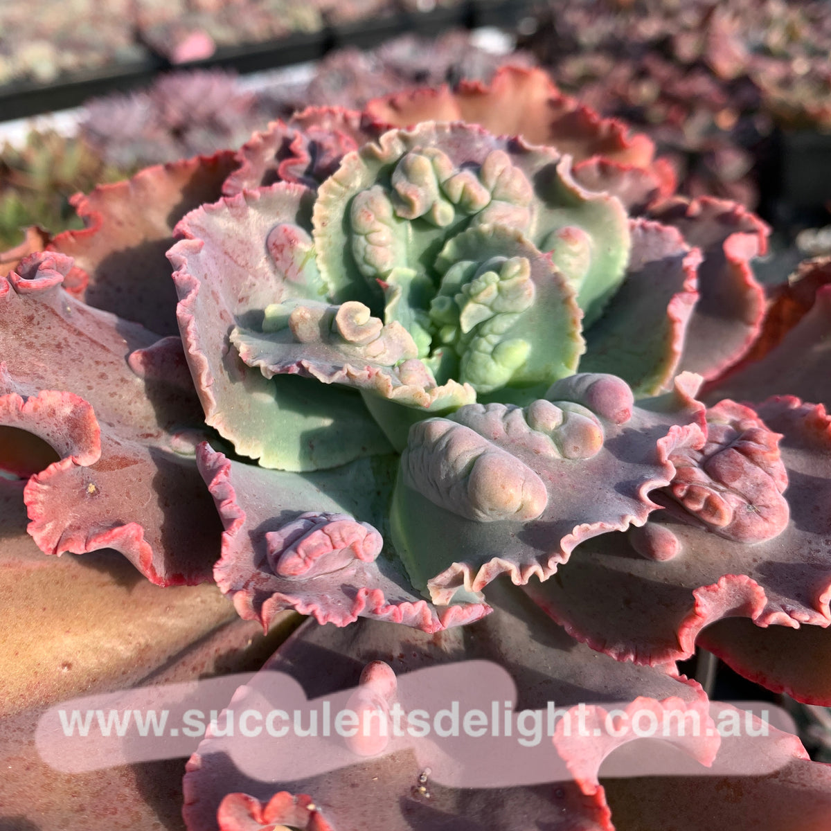 Echeveria Bumps – Succulents Delight