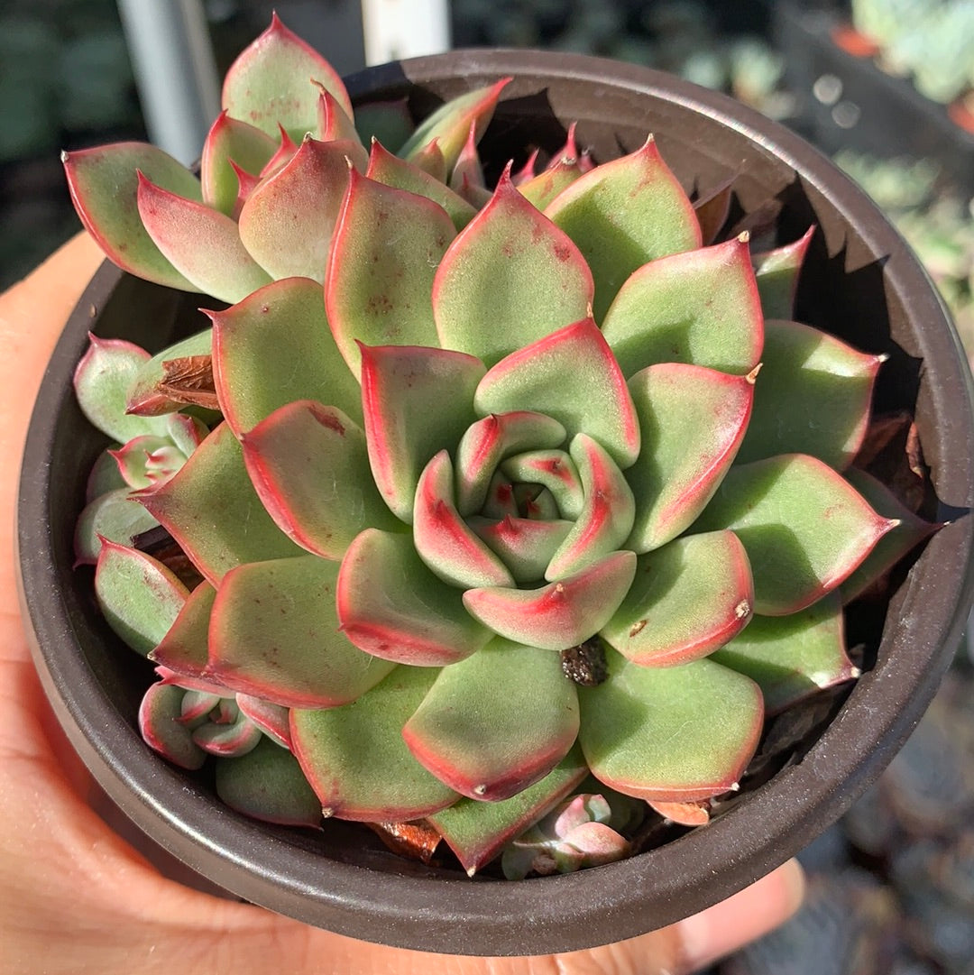 Echeveria Agavoides Lady's Finger 女士手指 – Succulents Delight