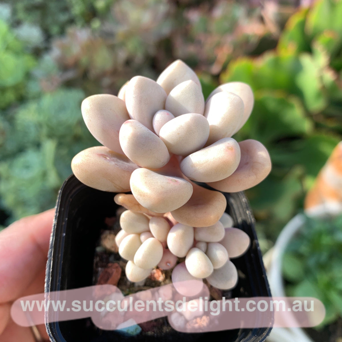 Graptopetalum Ellen 艾伦 – Succulents Delight