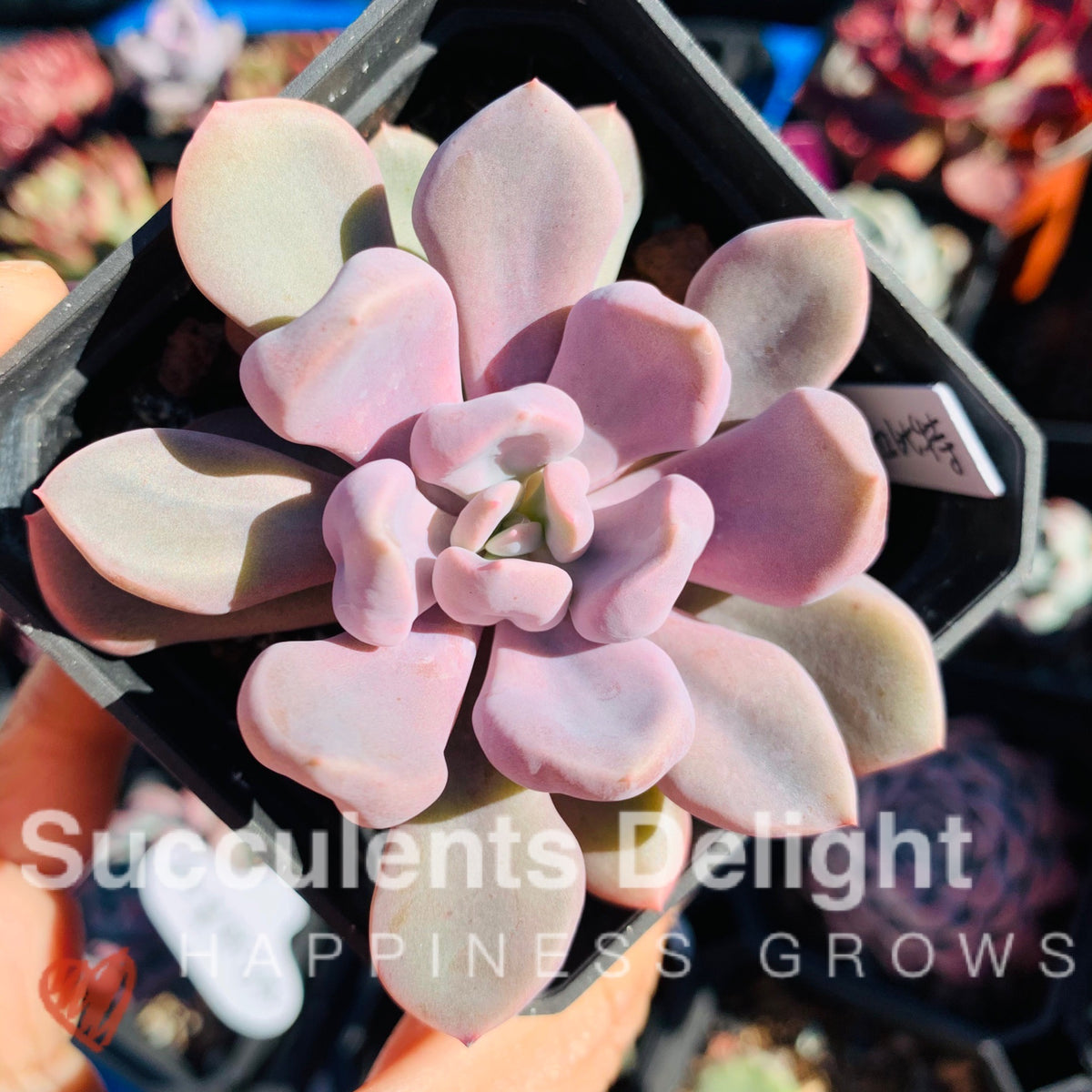 Echeveria Topsy Debbie aka Echeveria Cupid 丘比特 – Succulents Delight