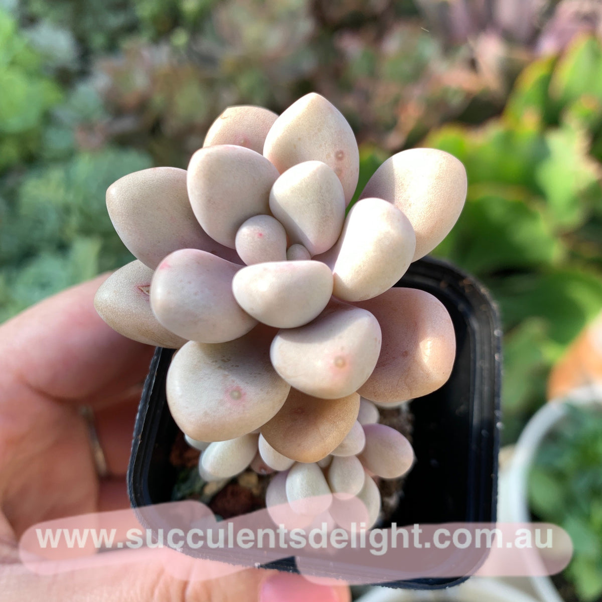 Graptopetalum Ellen 艾伦 – Succulents Delight