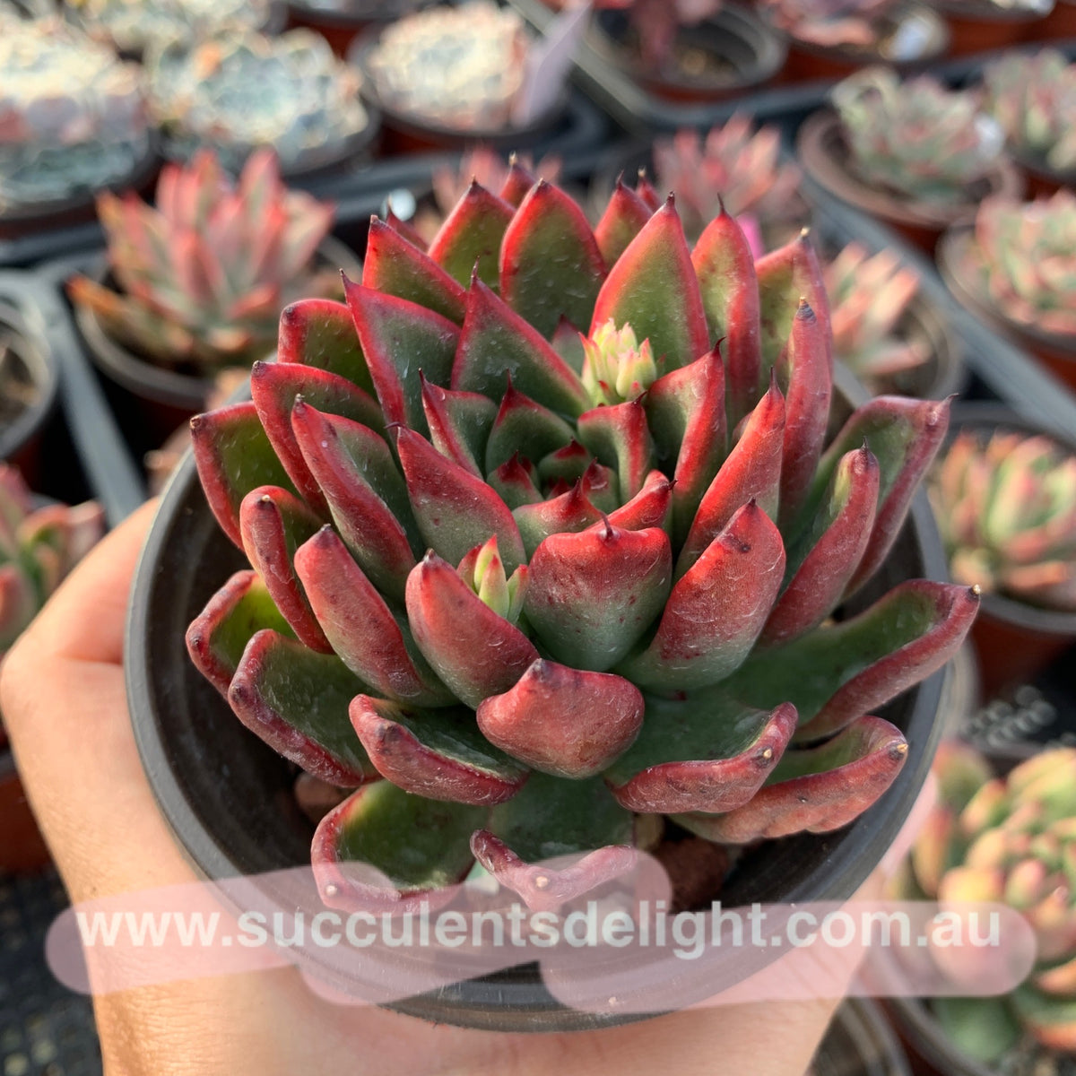 Echeveria Agavoides Red Edge 红边东云 – Succulents Delight