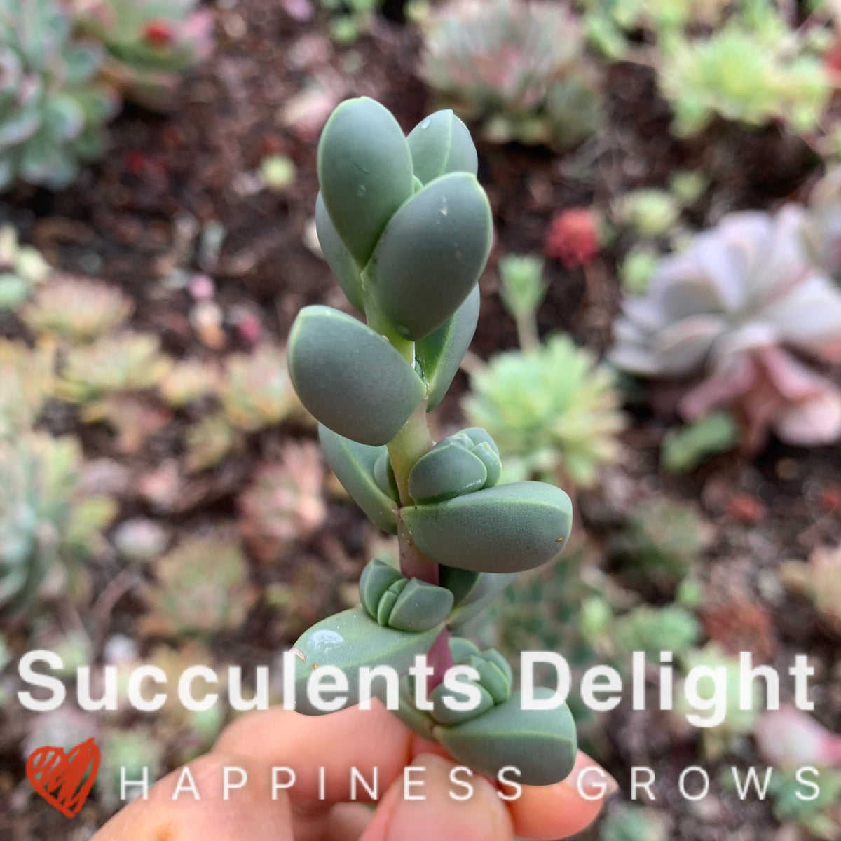 2x cuttings Astridia velutina (L.Bolus) Dinter 5-6cm 鹿角海棠 – Succulents ...