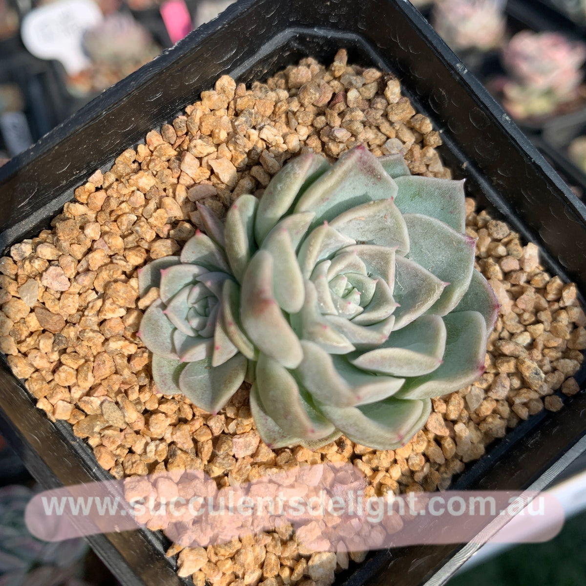 Medical Stone/ Golden Maifan Stone for topping 2-4mm 黄金麦饭石 – Succulents ...